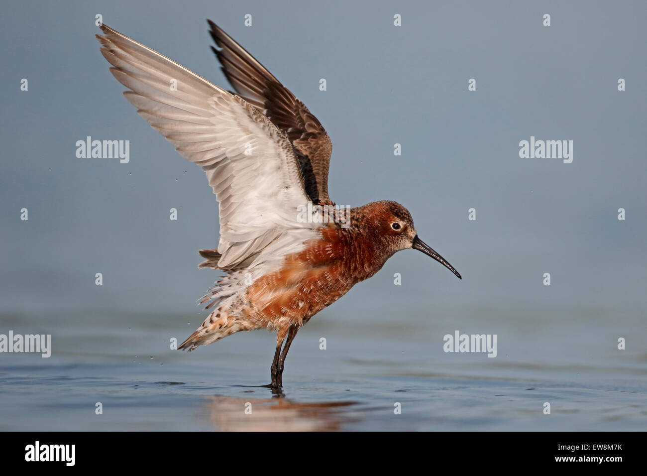 Curlew sandpiper, Calidris ferruginea, single bird in water wing ...