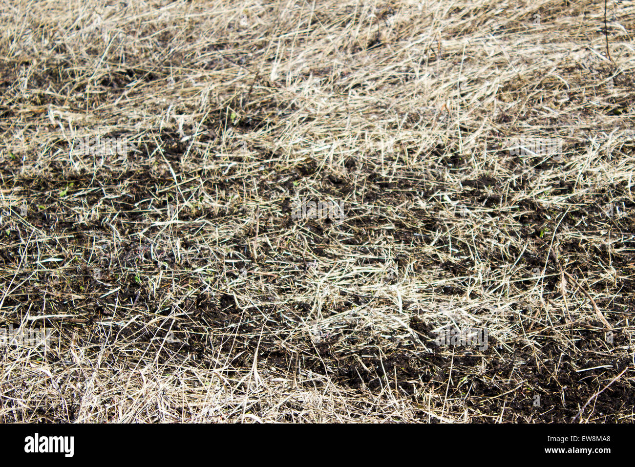 Dead grass texture hi-res stock photography and images - Alamy