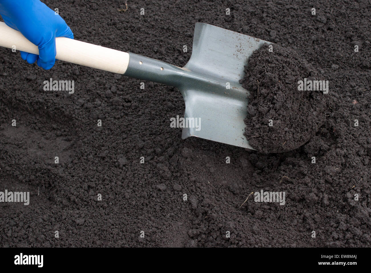 Shovel on field, digging hole with spade in field Stock Photo - Alamy