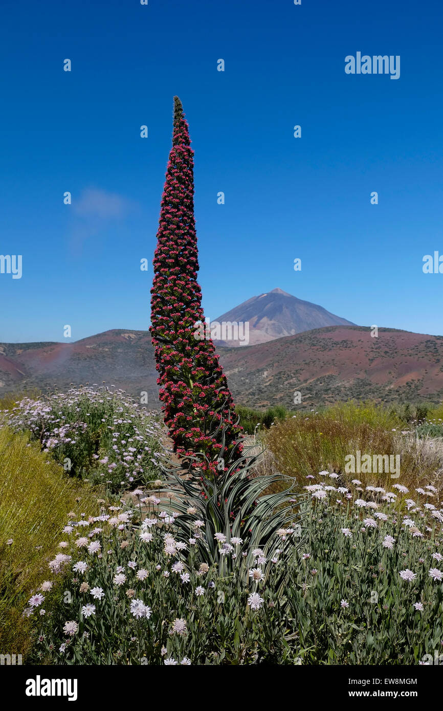 Tenerife mount teide flowers hi-res stock photography and images - Alamy