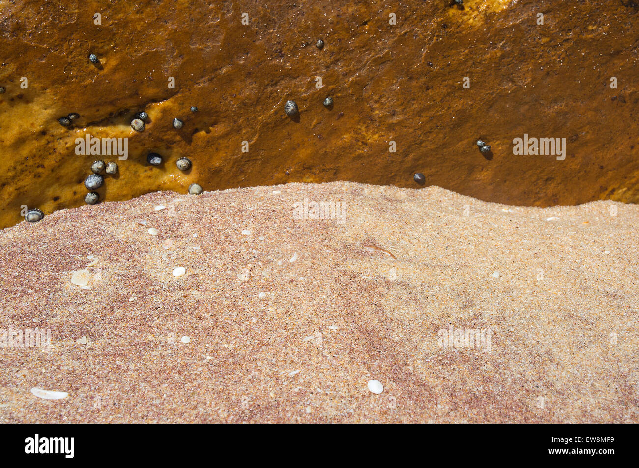 Small mollusc habitat on reddish golden rock on a beach in Southern ...