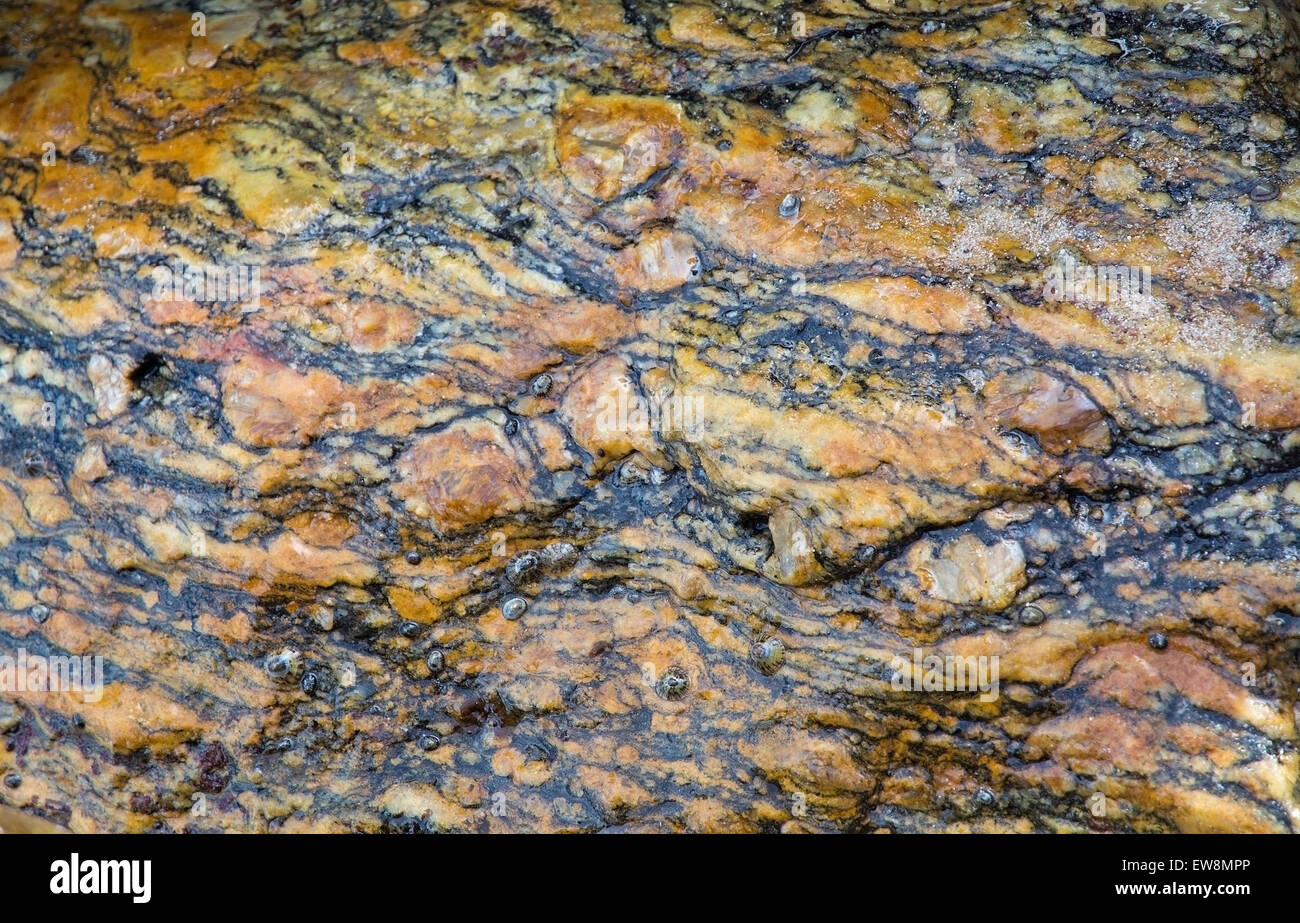 Gneiss metamorphic rock pattern closeup on a beach in Sri Lanka, Asia ...