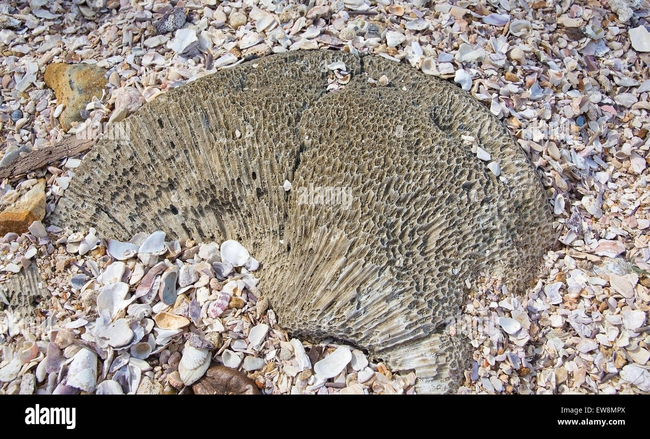 Green fossil among seashells in Southern Province, Sri Lanka, Asia ...