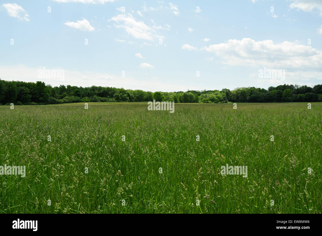 Open field in Massachusetts Stock Photo - Alamy