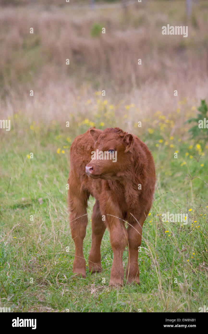 See the calf looking at you hi-res stock photography and images - Alamy