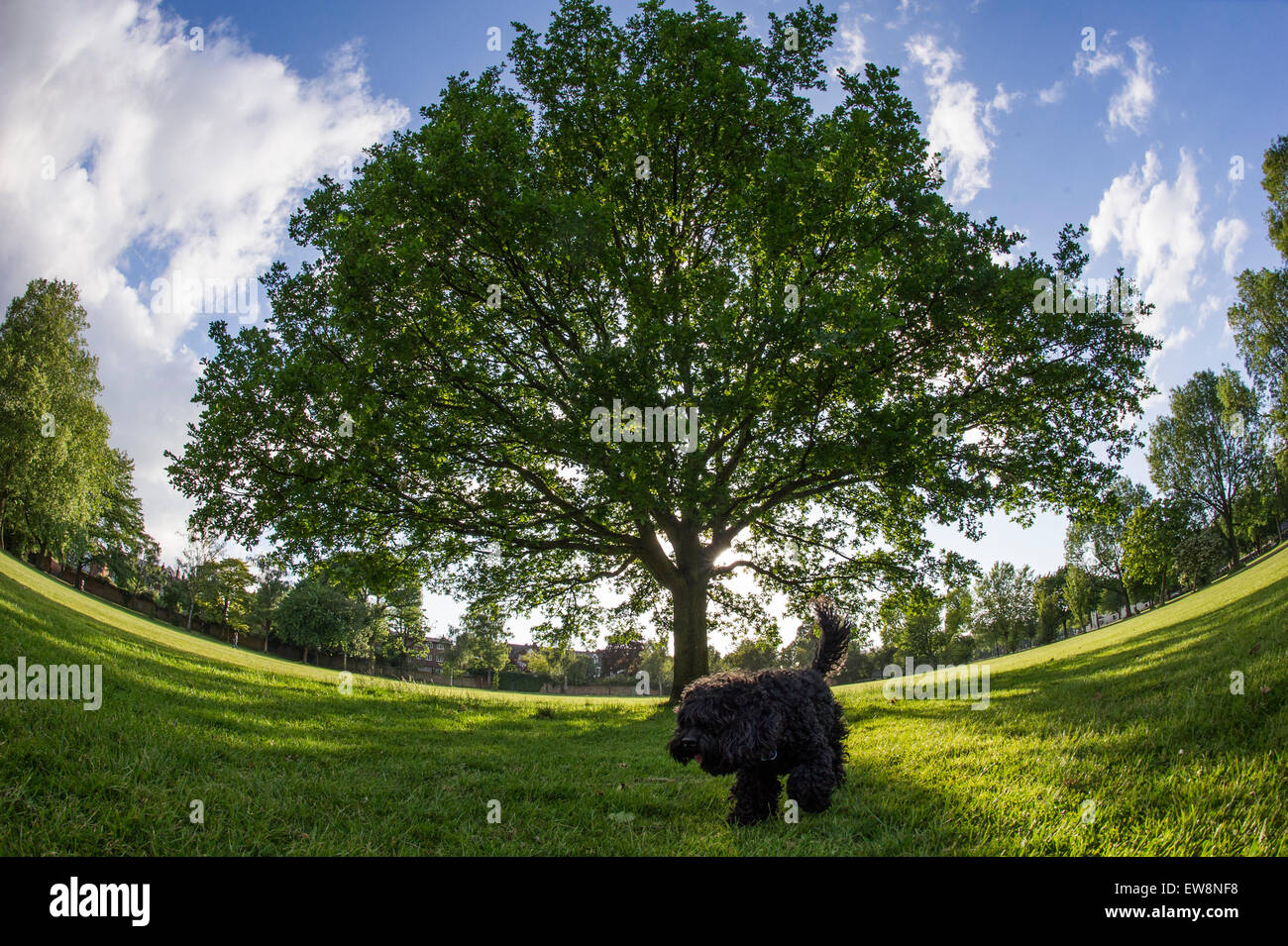 Park picnic dog hi-res stock photography and images - Alamy