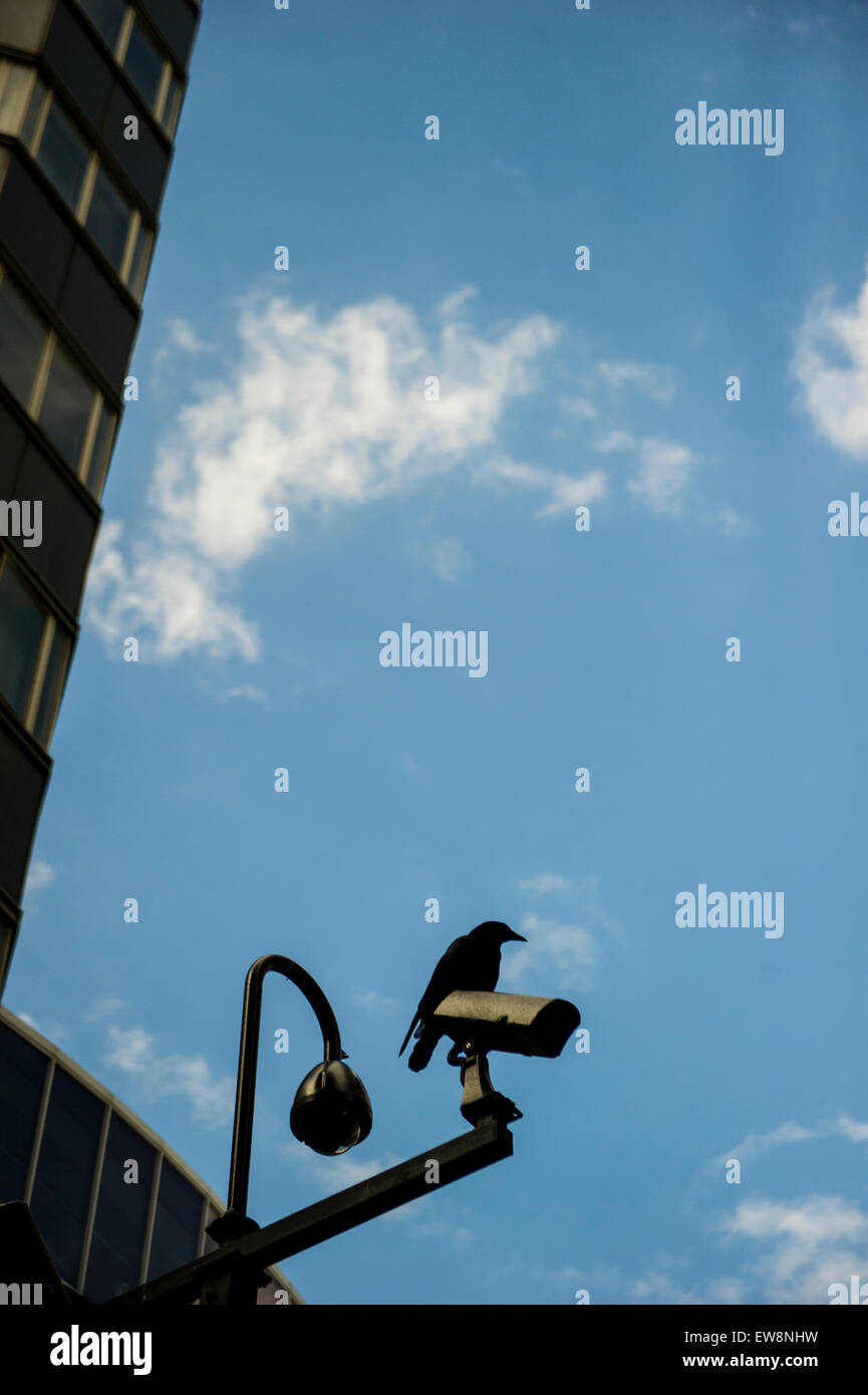 A crow sits on top of a CCTV security camera in central london Stock ...