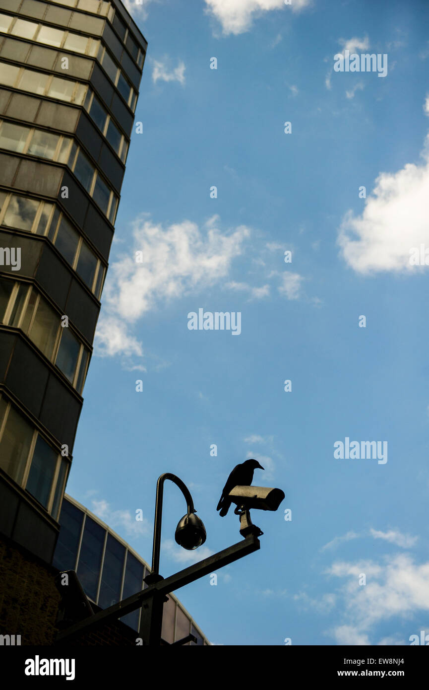 A crow sits on top of a CCTV security camera in central london Stock ...