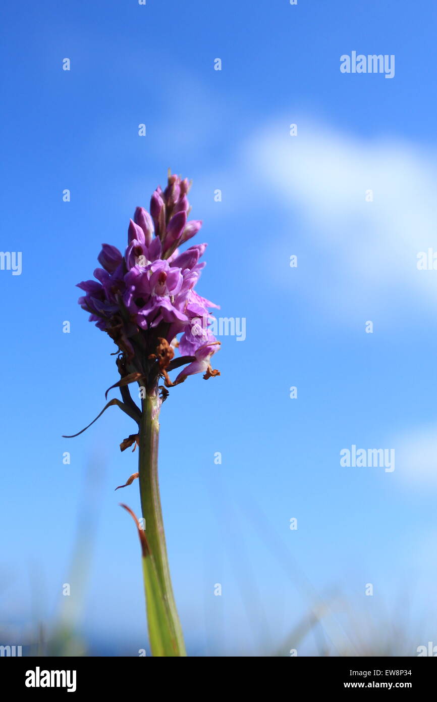 Cornish insects hi-res stock photography and images - Alamy