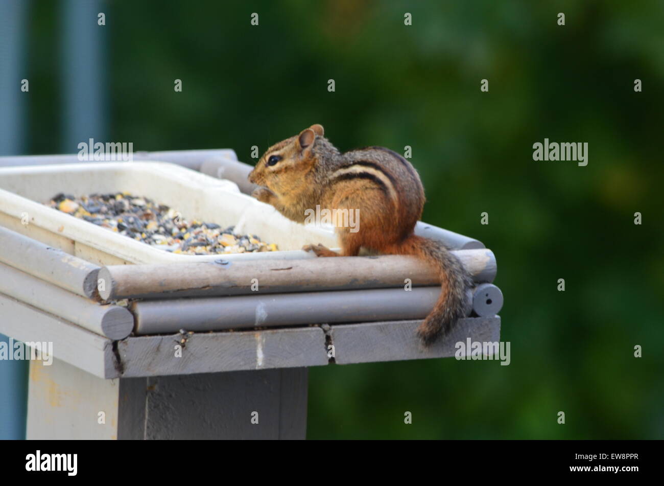 Chipmunk cheek hi-res stock photography and images - Alamy