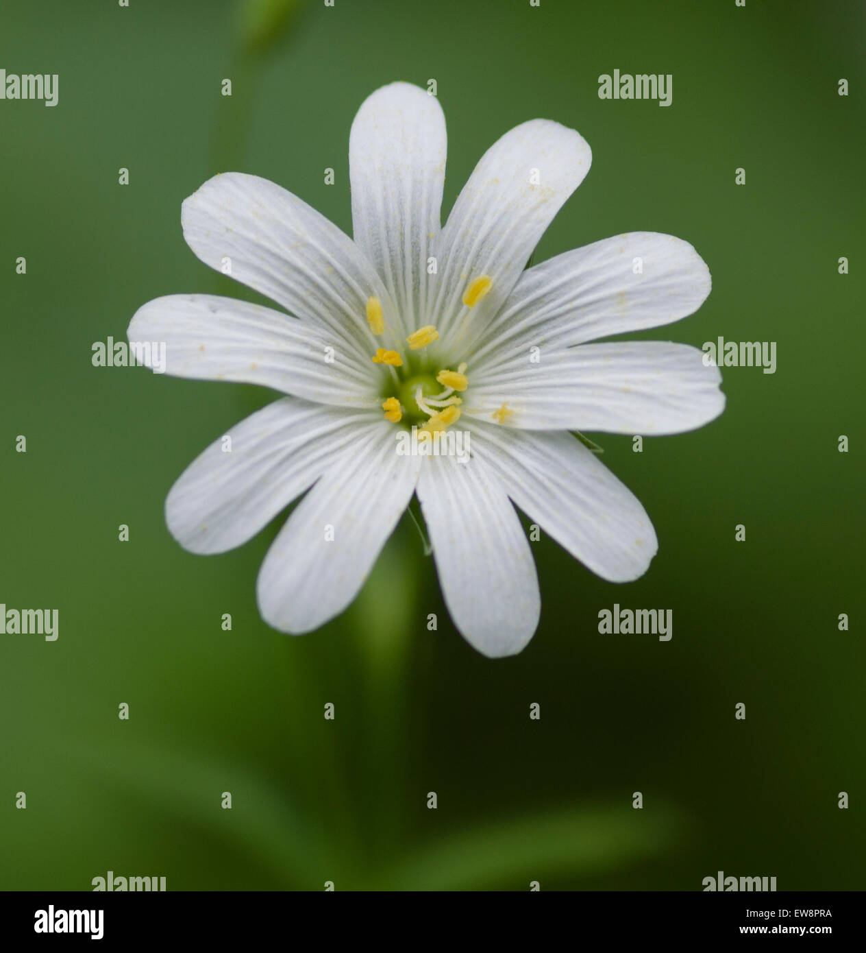 Stellaria holostea stitchwort white flower greater Stock Photo - Alamy