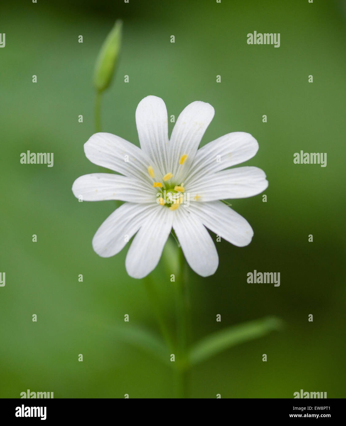White stellaria hi-res stock photography and images - Alamy