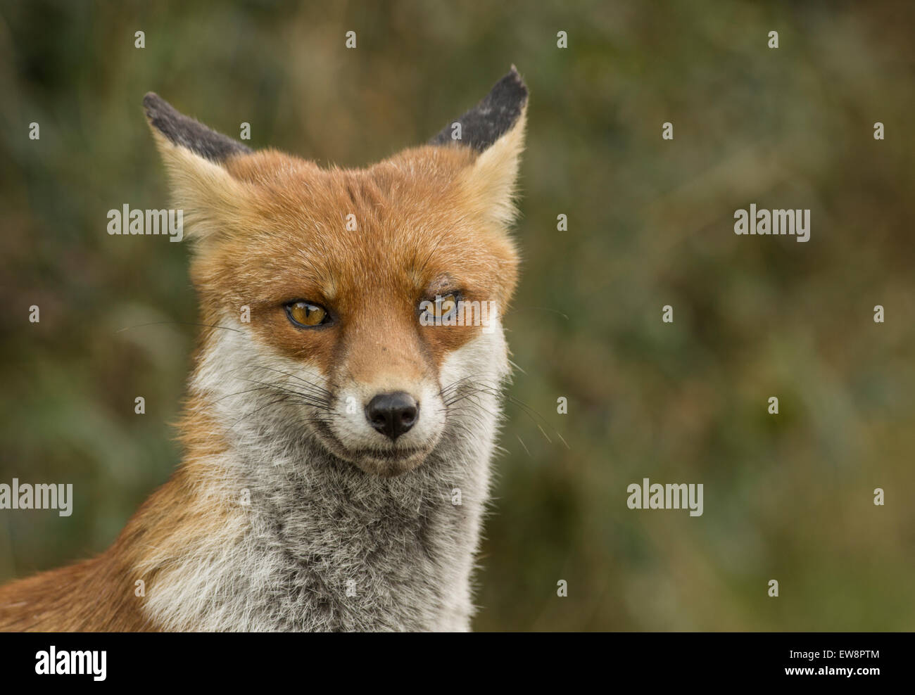 Fox face close up hi-res stock photography and images - Alamy