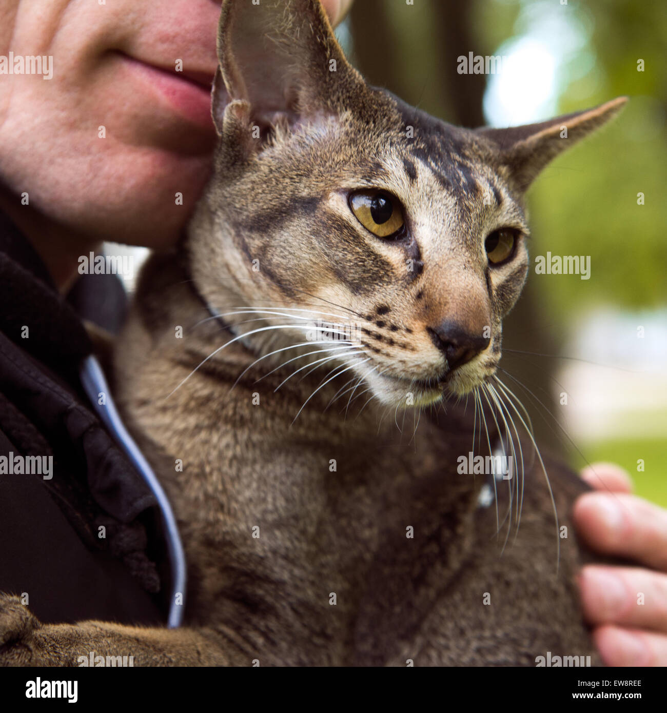 close up cat portrait outdoor on owener's hands Stock Photo - Alamy