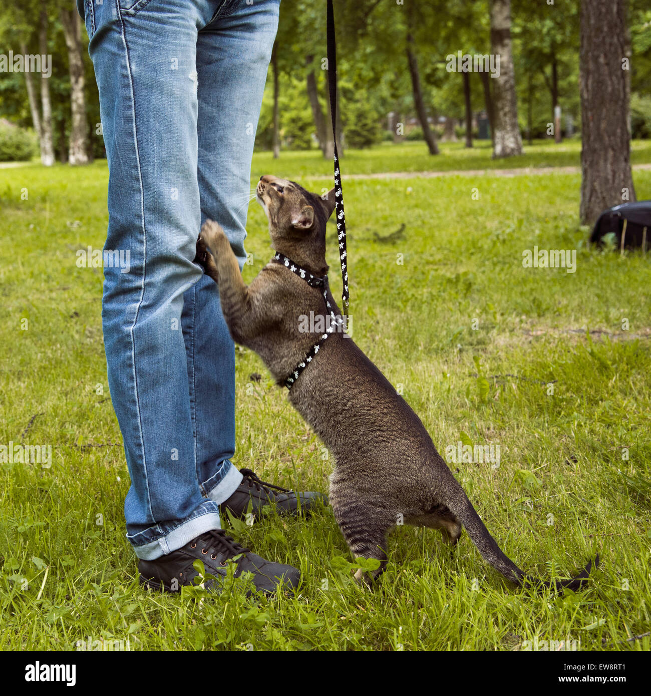 Man walking cat hi-res stock photography and images - Alamy