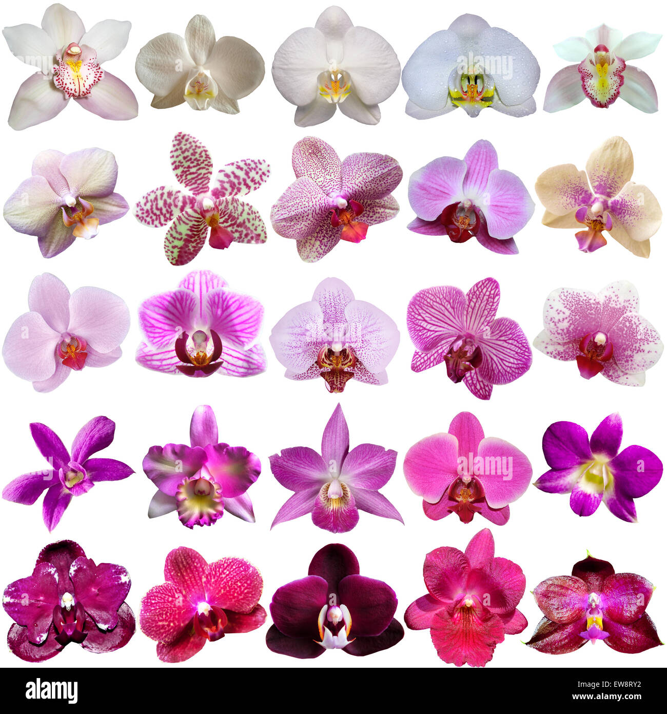Collection of orchid flower isolated on white Stock Photo - Alamy