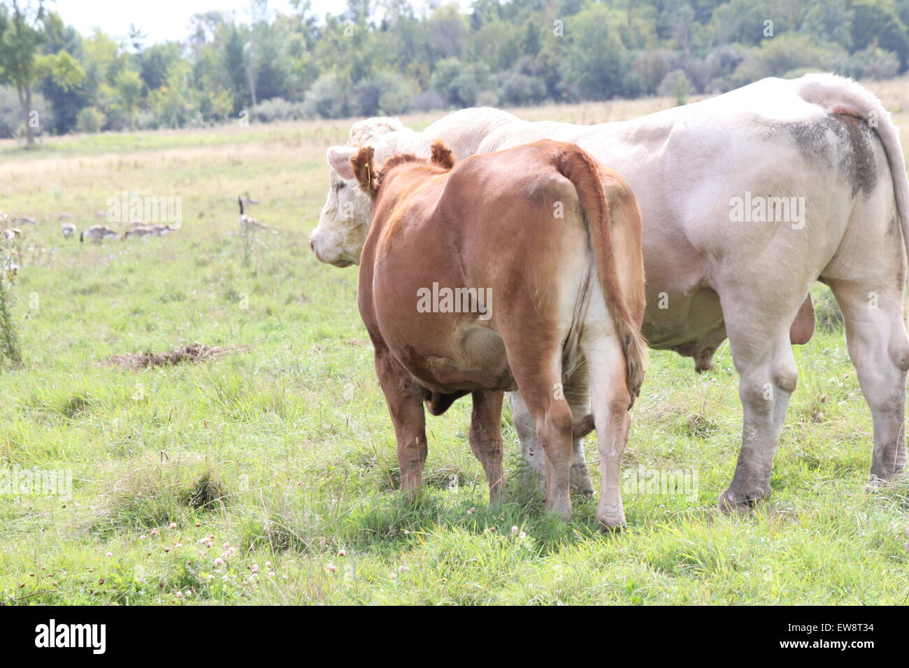 Bull and cow standing next to each other in a small field Stock Photo ...