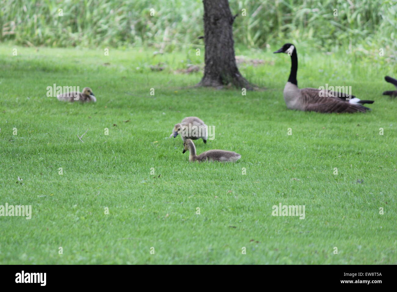 Fuzzy little goslings (Canada Geese) about 1 month old playing in the ...