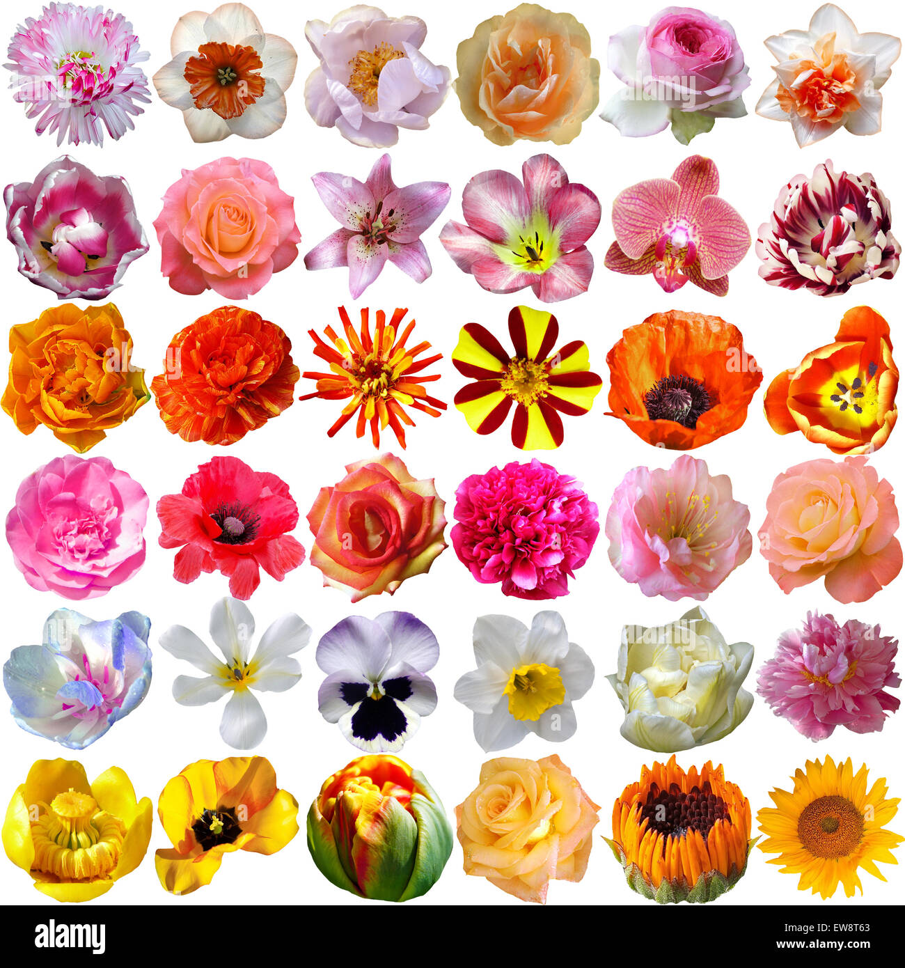 Big Selection of Various Flowers Isolated on White Background Stock ...