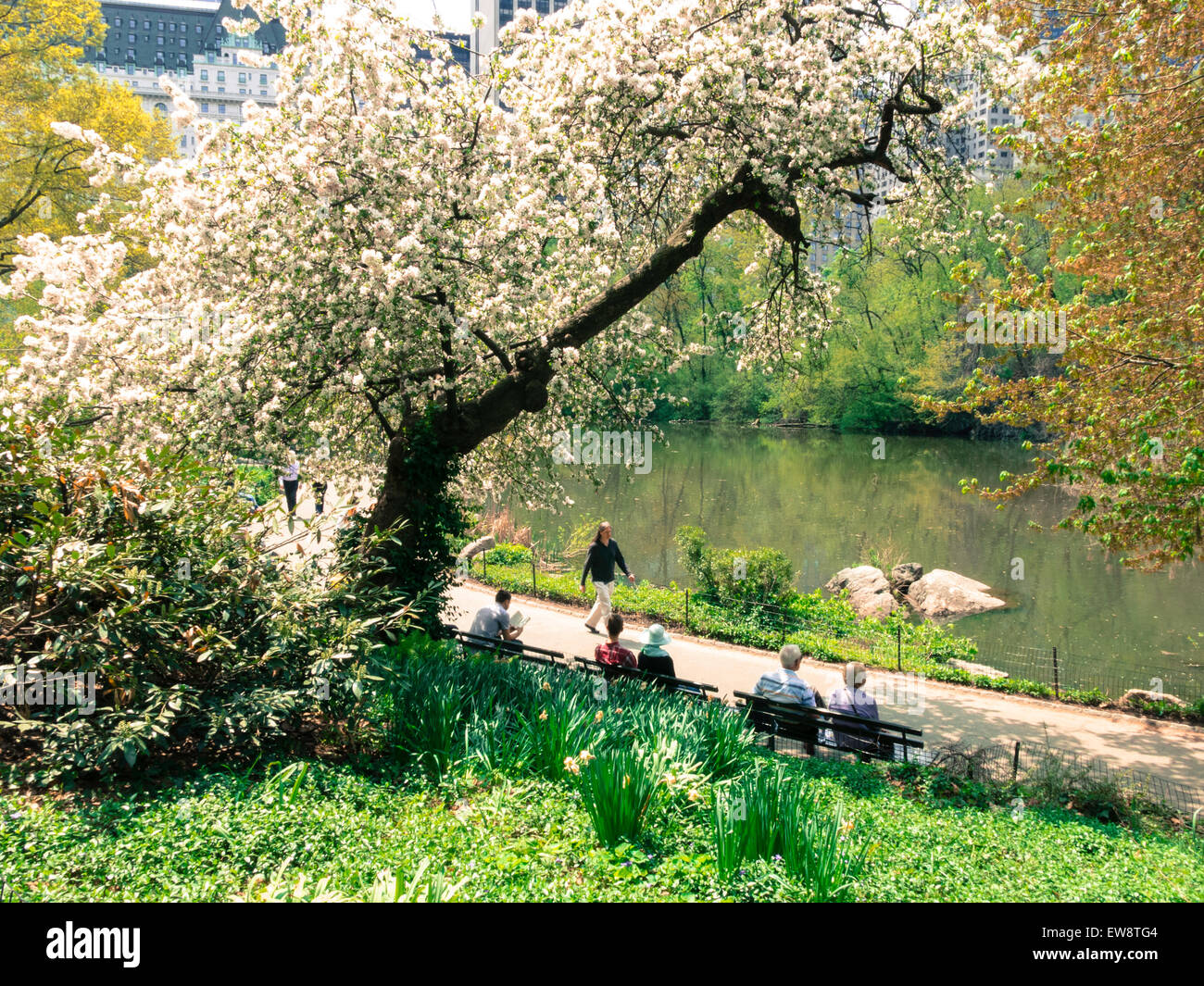 The Pond , Central Park, NYC, USA Stock Photo - Alamy