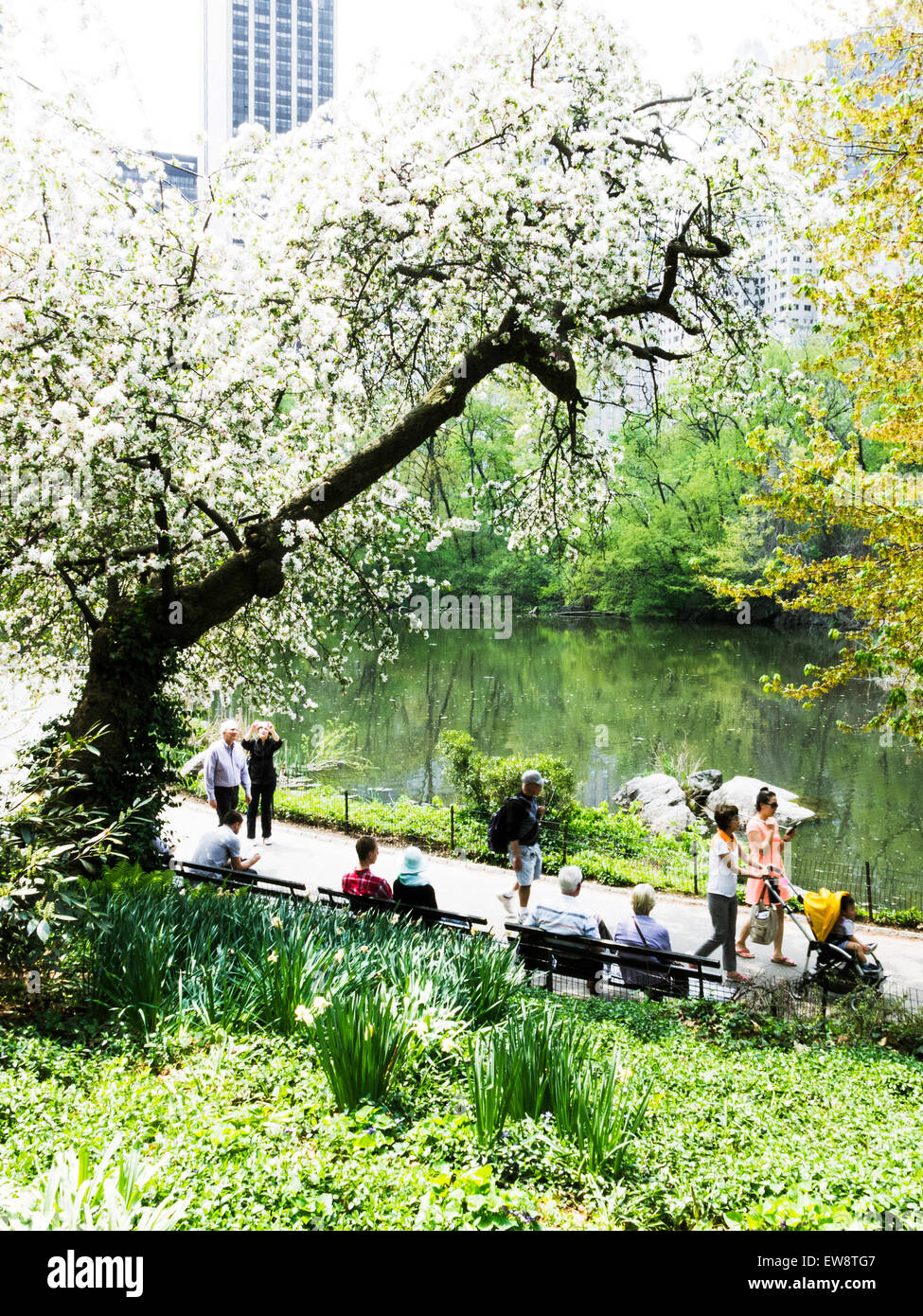 The Pond, Central Park, NYC, USA Stock Photo - Alamy