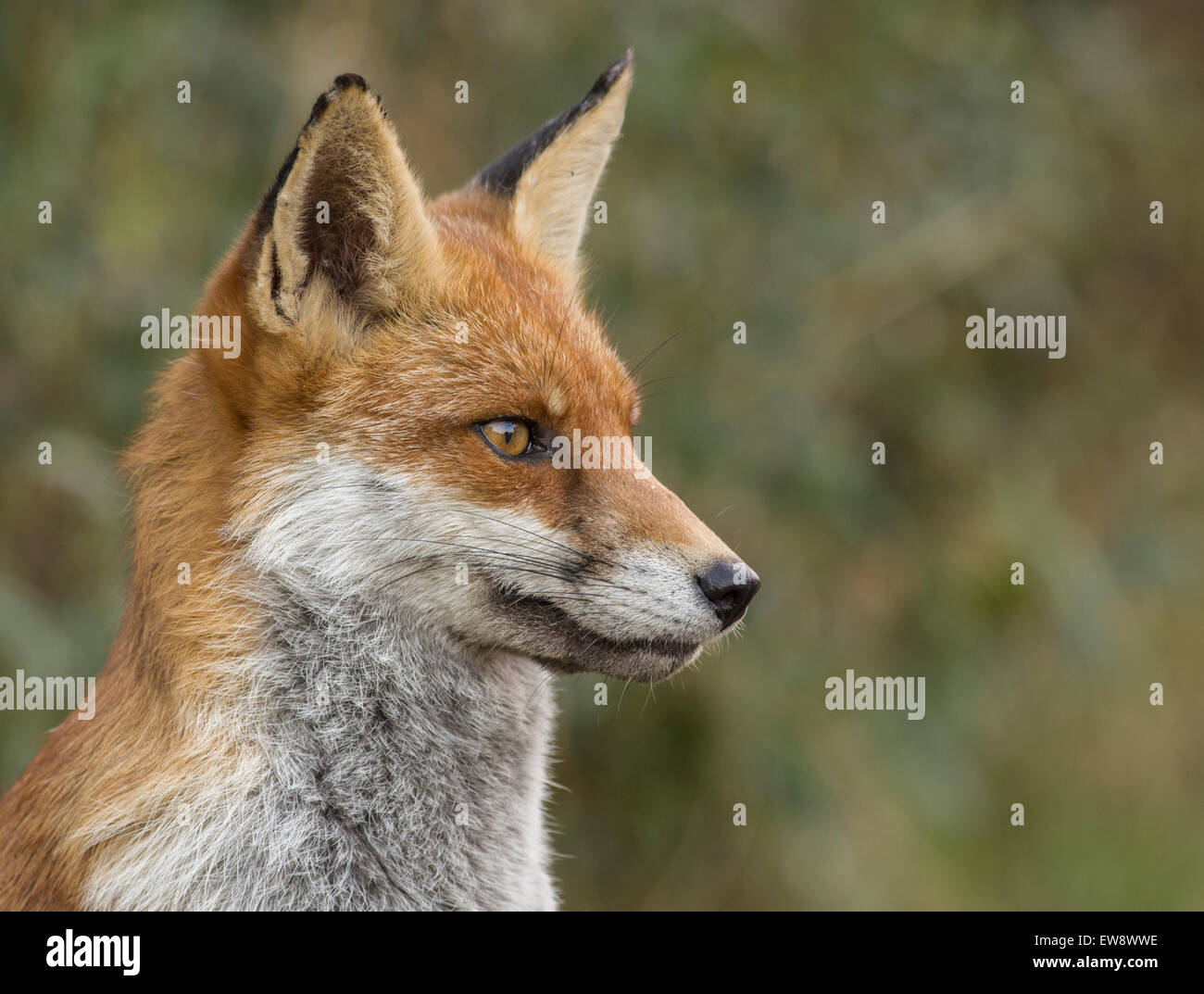 Red Fox close up Stock Photo - Alamy