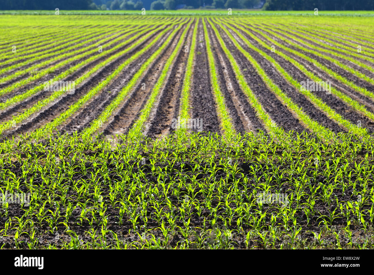 pattern of cultivated corn field Stock Photo - Alamy