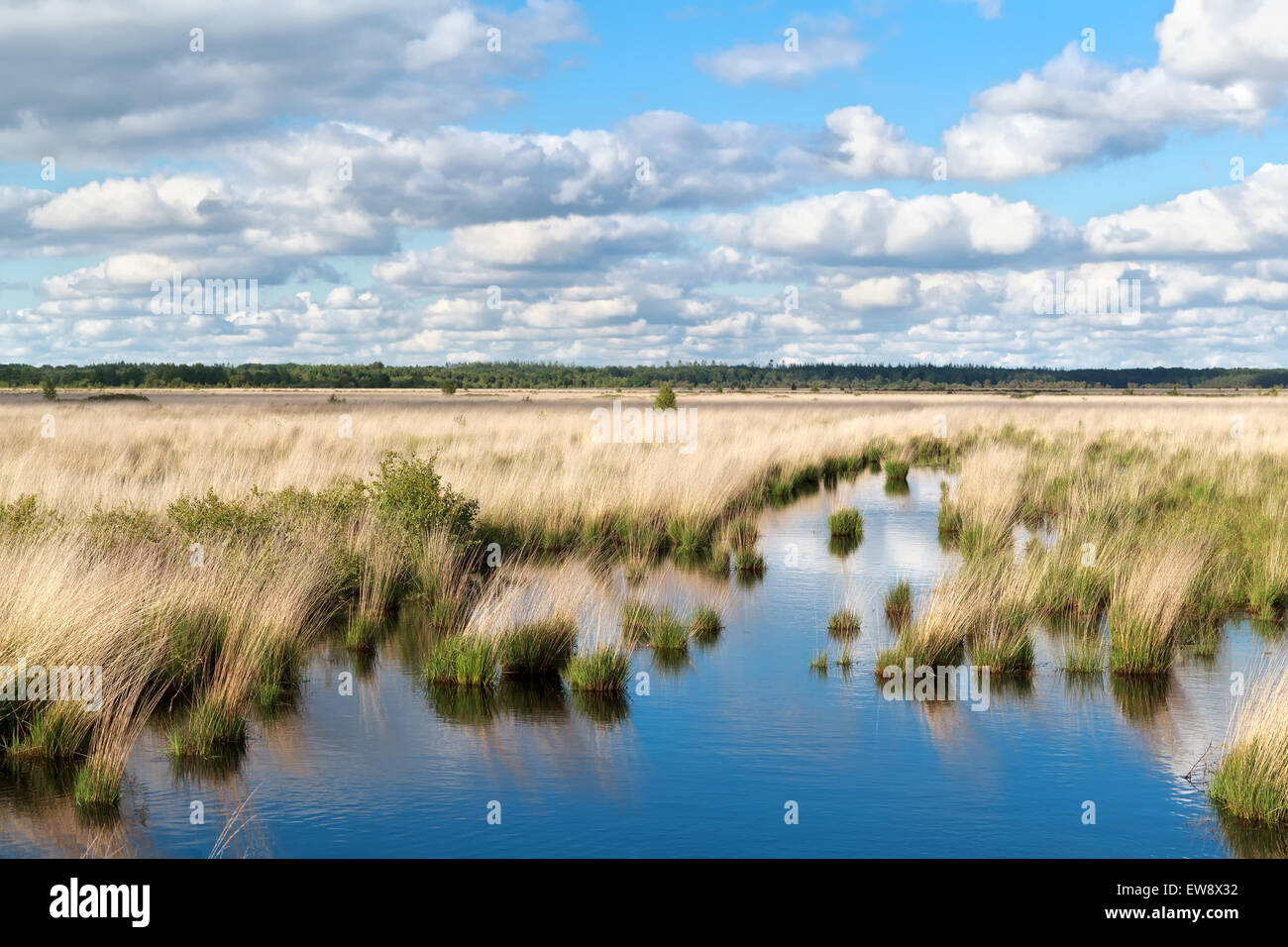 blue sky over swamp water, Friesland, Netherlands Stock Photo - Alamy