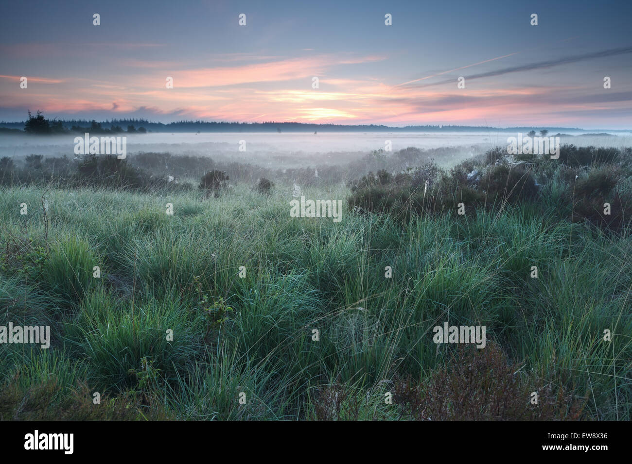 beautiful misty morning on marsh, Drenthe, Netherlands Stock Photo - Alamy