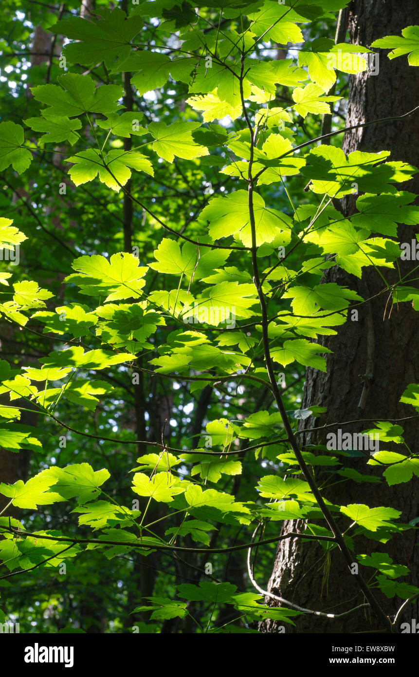 green spring maple leaves background Stock Photo - Alamy