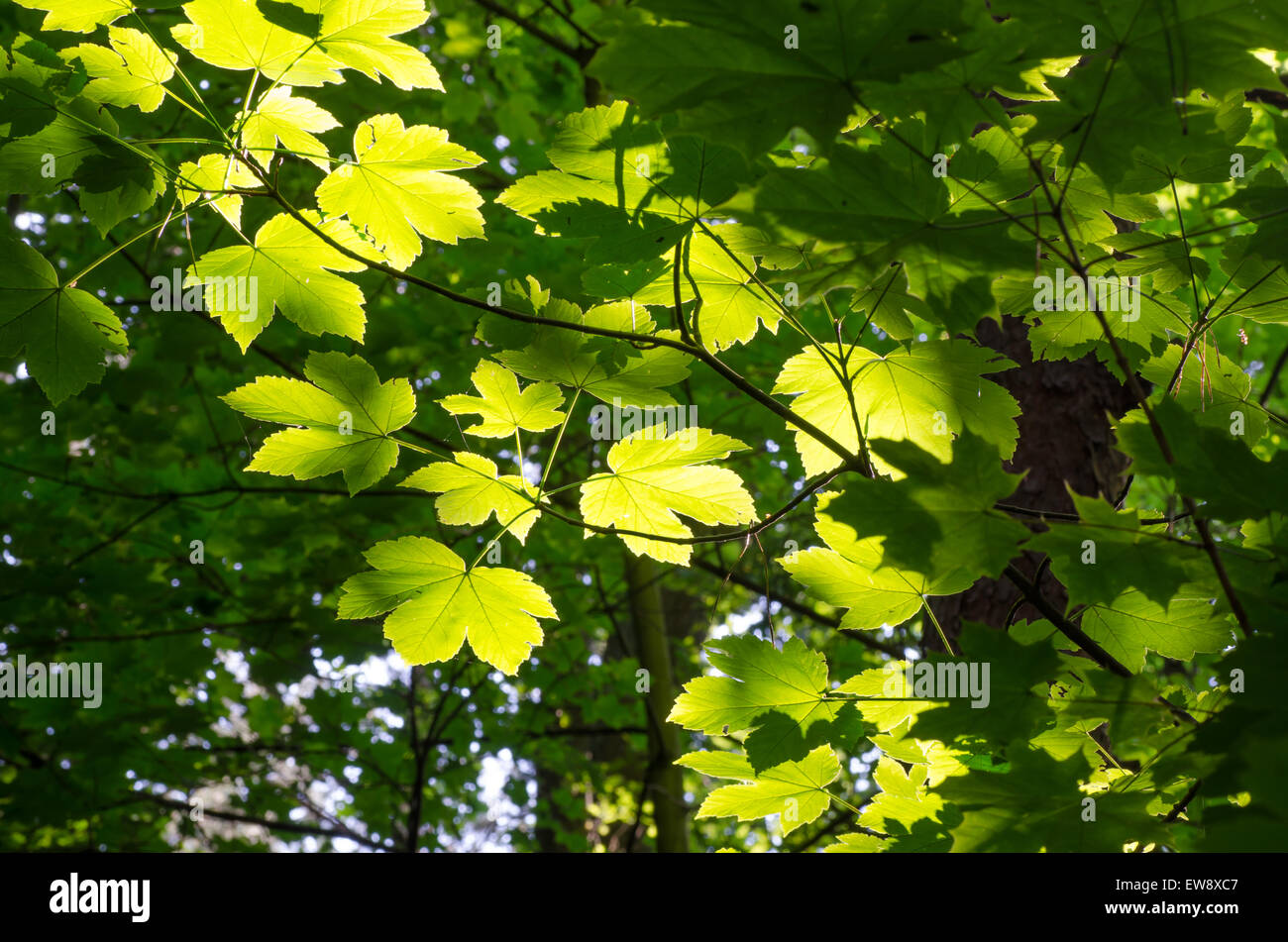green spring maple leaves background Stock Photo - Alamy