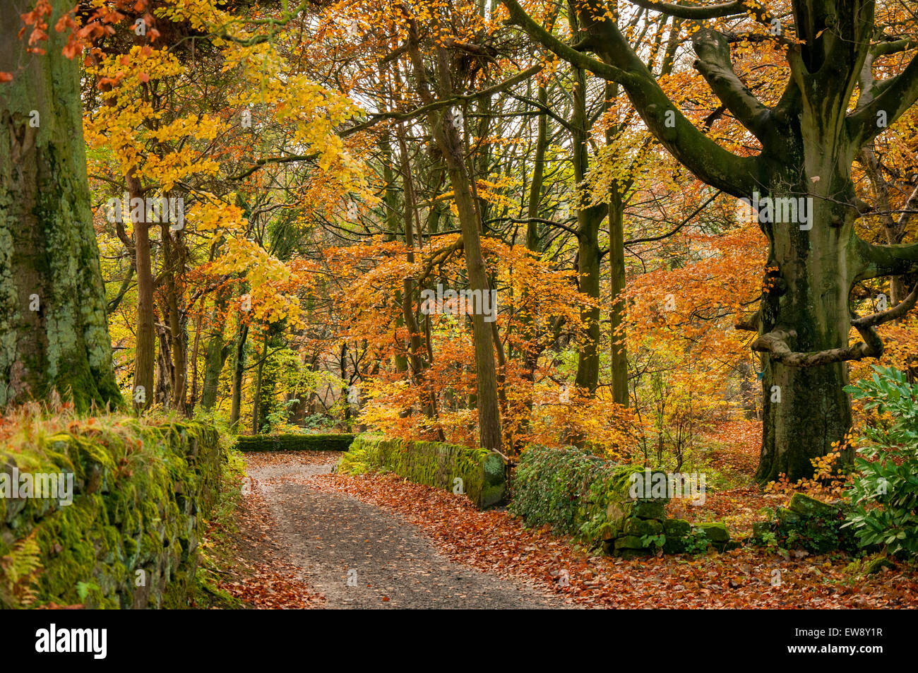 Ancient autumn woodland at Lumsdale Falls in the Peak District ...