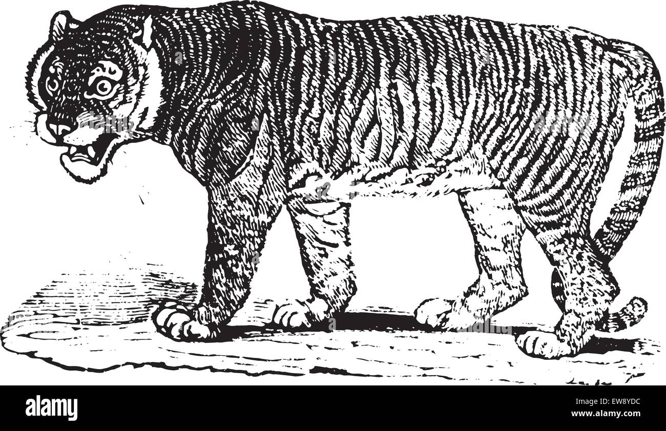 Close up of a Tiger, vintage engraved illustration. Animaux Sauvages et ...