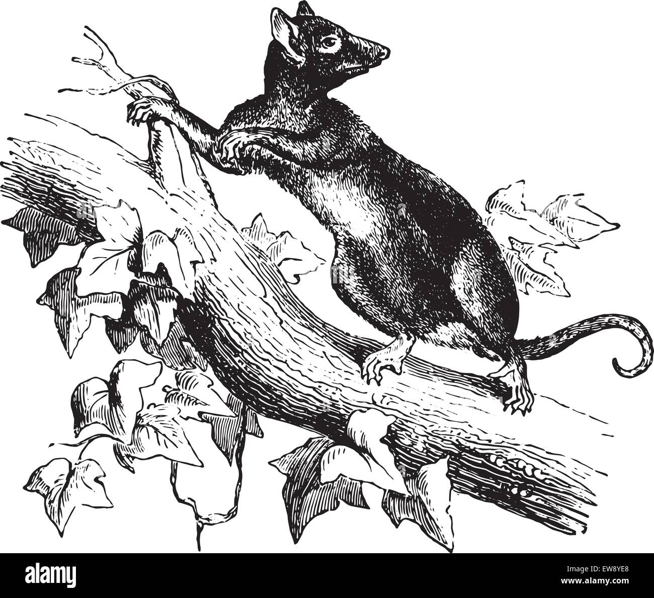 Opossum Cut Out Stock Images & Pictures - Alamy