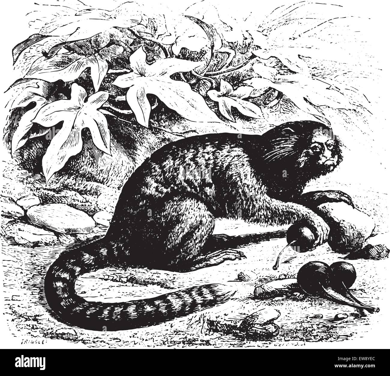 Guenon Stock Vector Images - Alamy