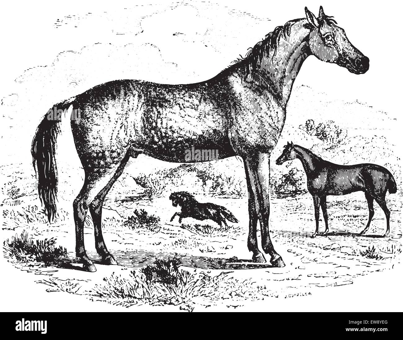 Horse behaviour Stock Vector Images - Alamy