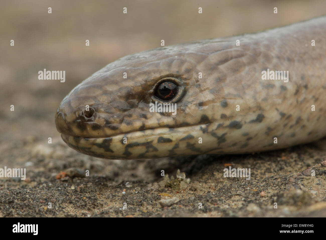 Slow worm close up of head Stock Photo - Alamy