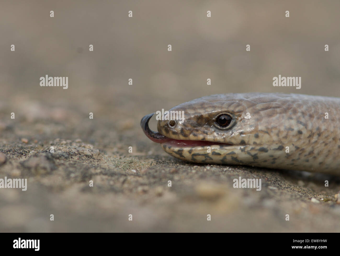 Slow worm close up of head Stock Photo - Alamy