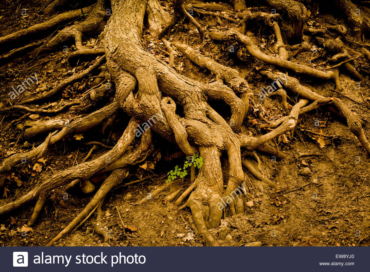 Tangled Roots High Resolution Stock Photography and Images - Alamy