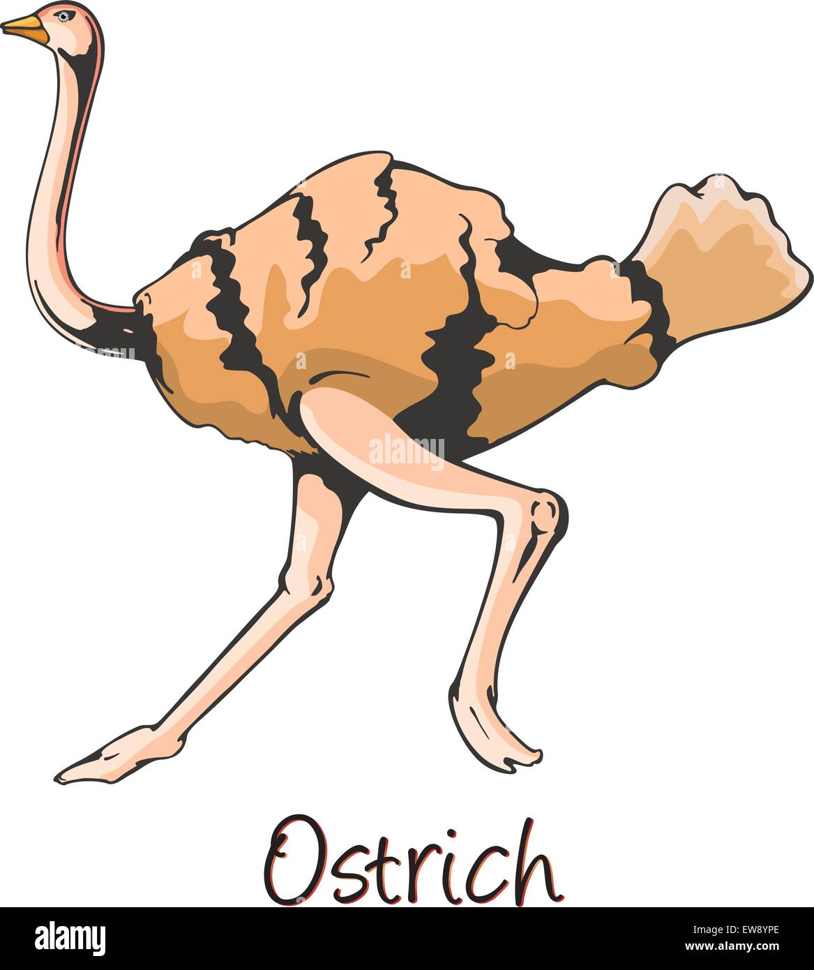 Ostrich, Running, Color Illustration Stock Vector Image & Art - Alamy