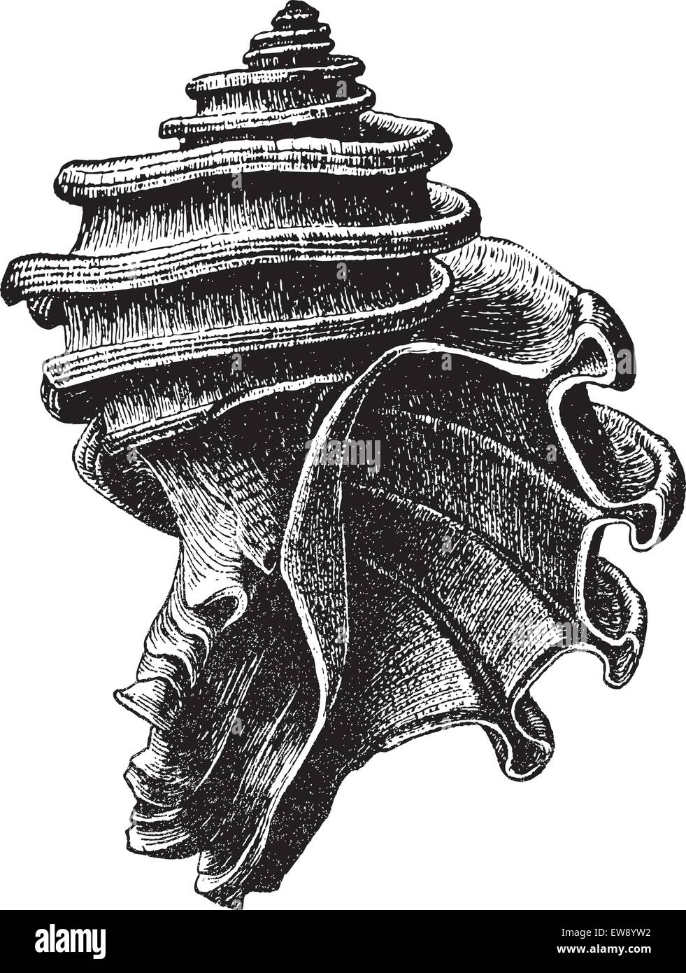 Ecphora gardnerae is a species of fossil predatory sea snail, an ...