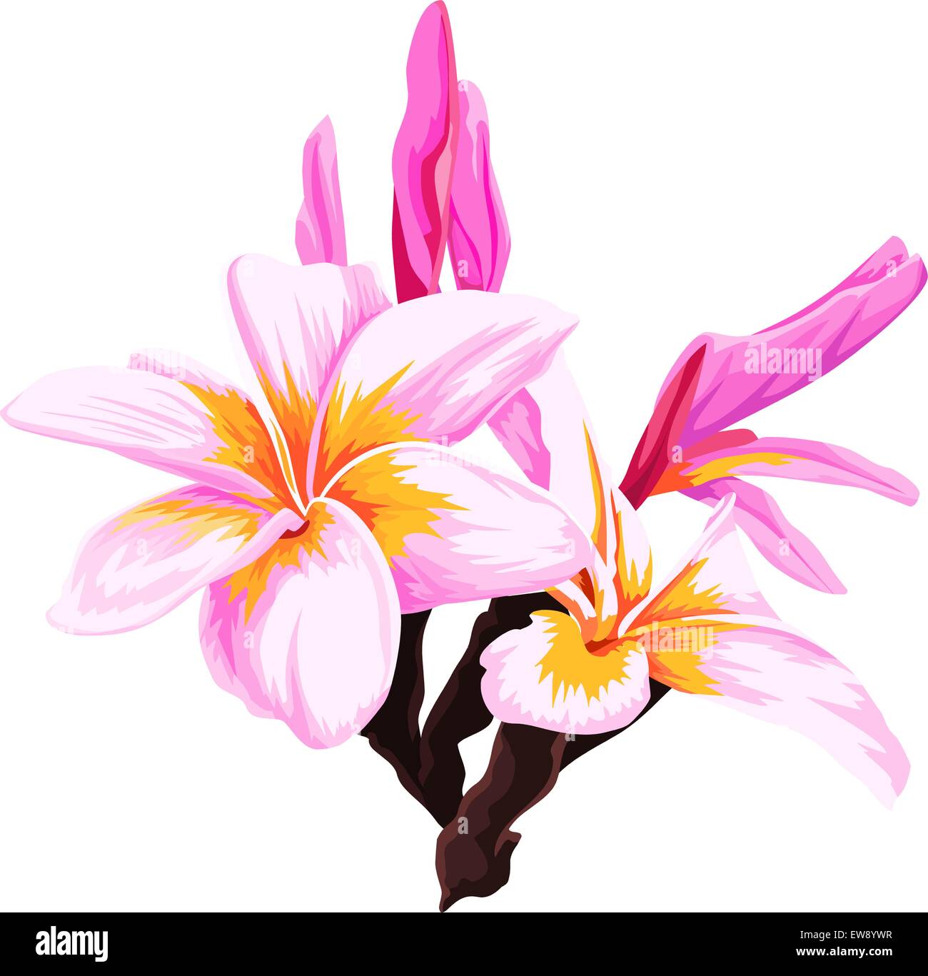 Vector illustration of fresh pink flower Stock Vector Image & Art - Alamy