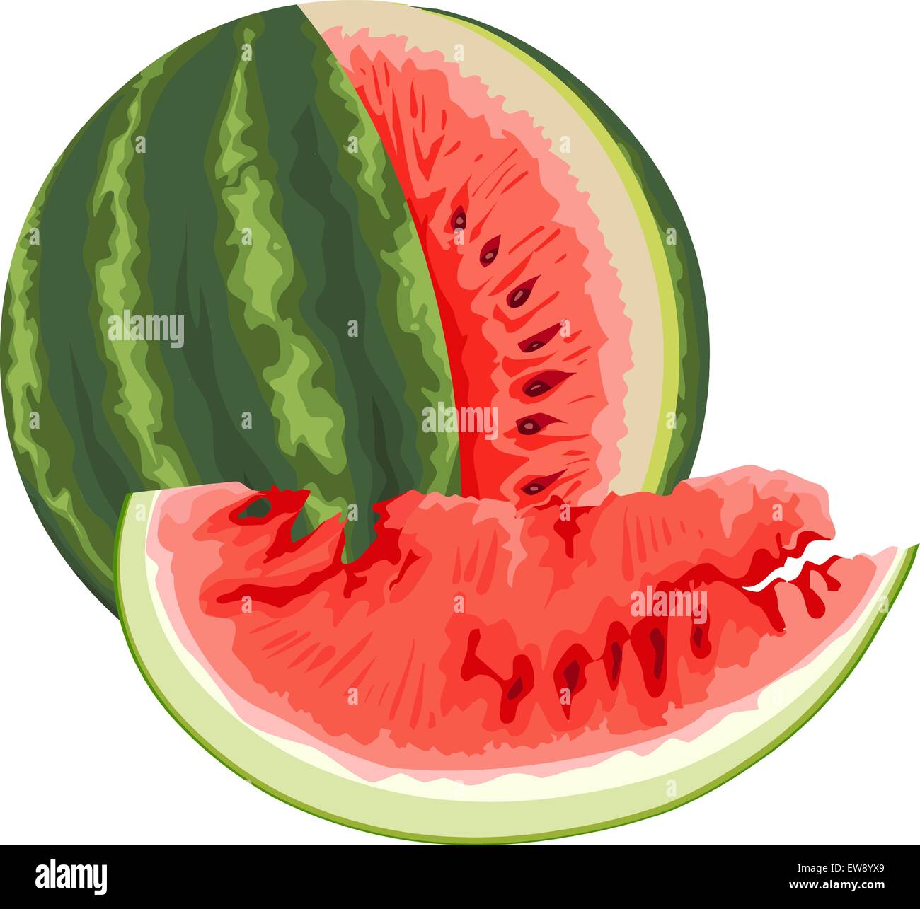 Vector illustration of fresh watermelon Stock Vector Image & Art - Alamy