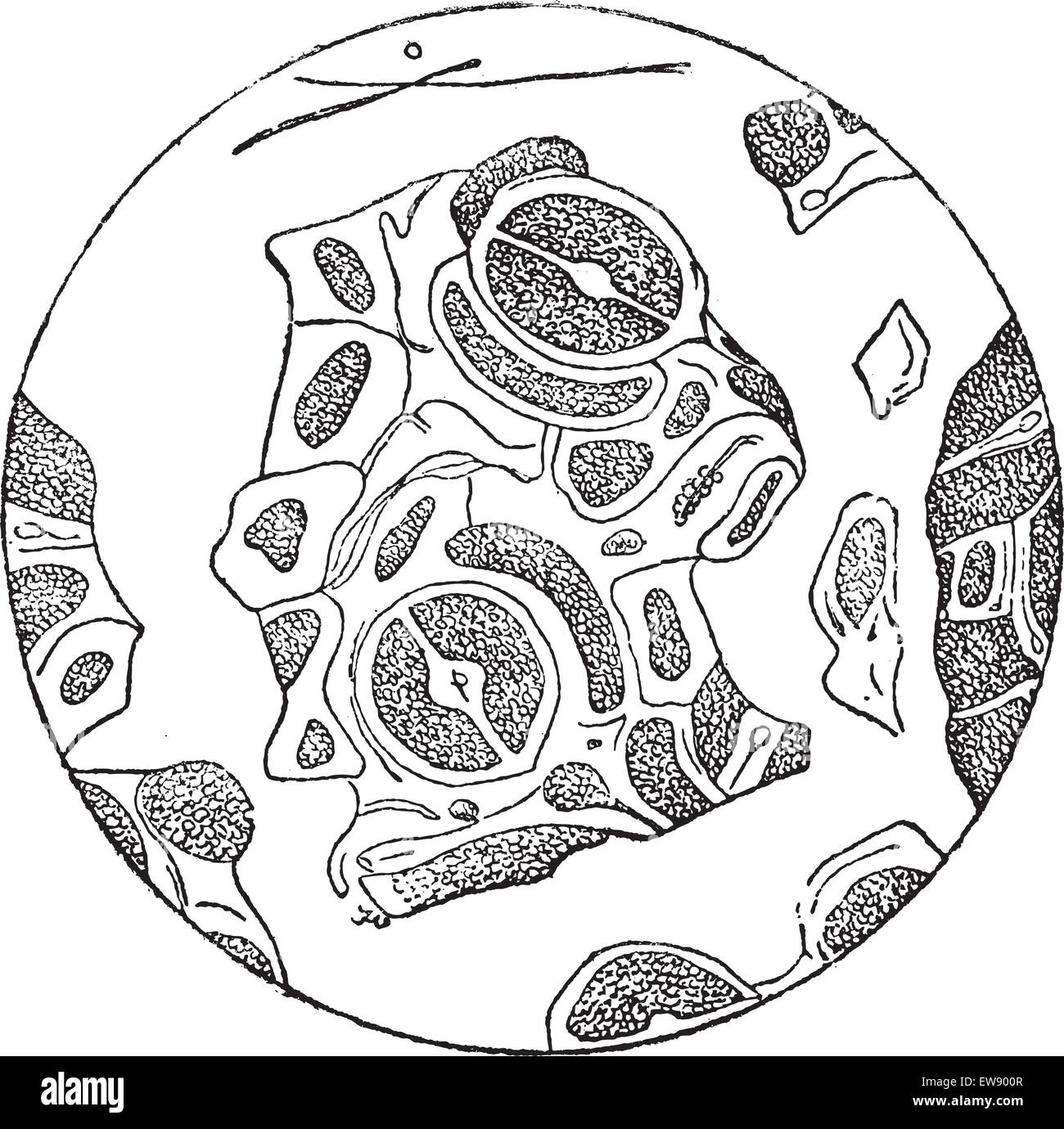 Leaf Fragments as Seen under a Microscope, vintage engraved ...