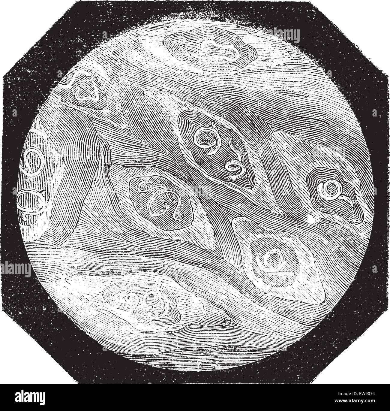 Trichina Stock Vector Images - Alamy