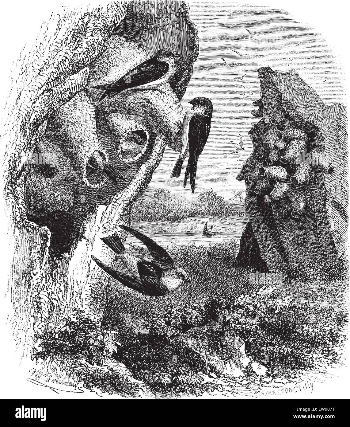 Fairy Martin perching, vintage engraved illustration. Magasin ...