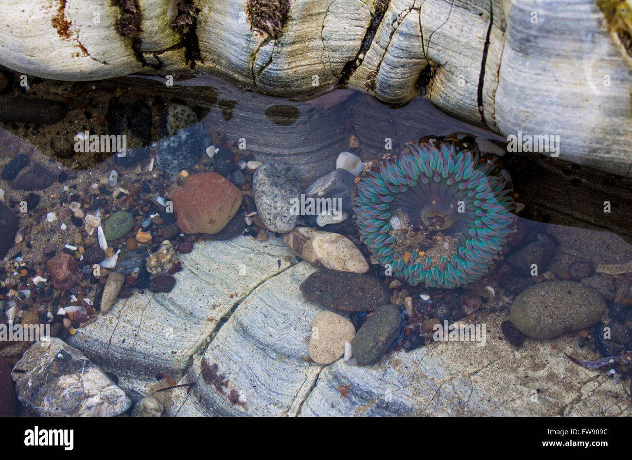 Touch pool aquarium hi-res stock photography and images - Alamy
