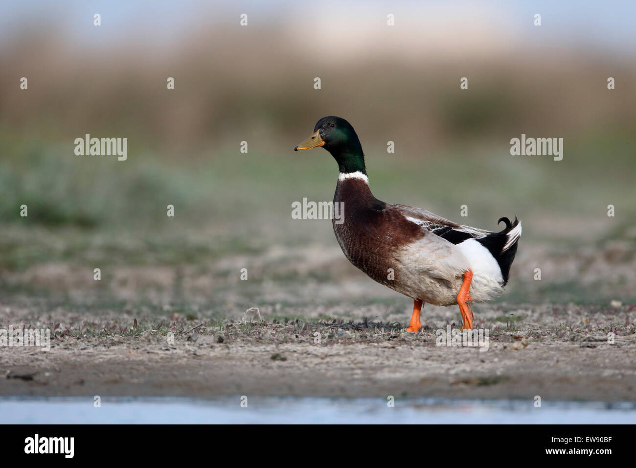 Rouen duck hi-res stock photography and images - Alamy
