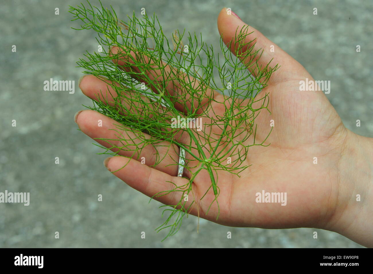 Anis hi-res stock photography and images - Alamy