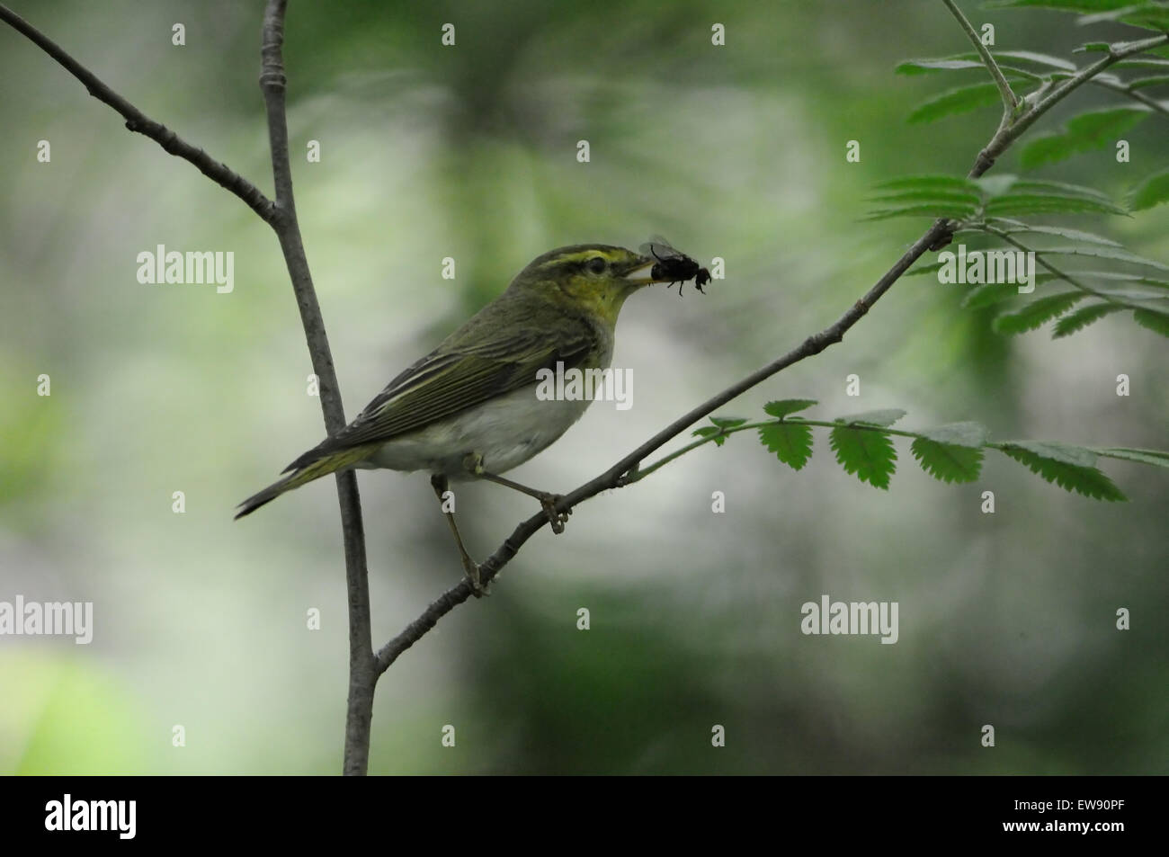 Wood Warbler Nest High Resolution Stock Photography and Images - Alamy